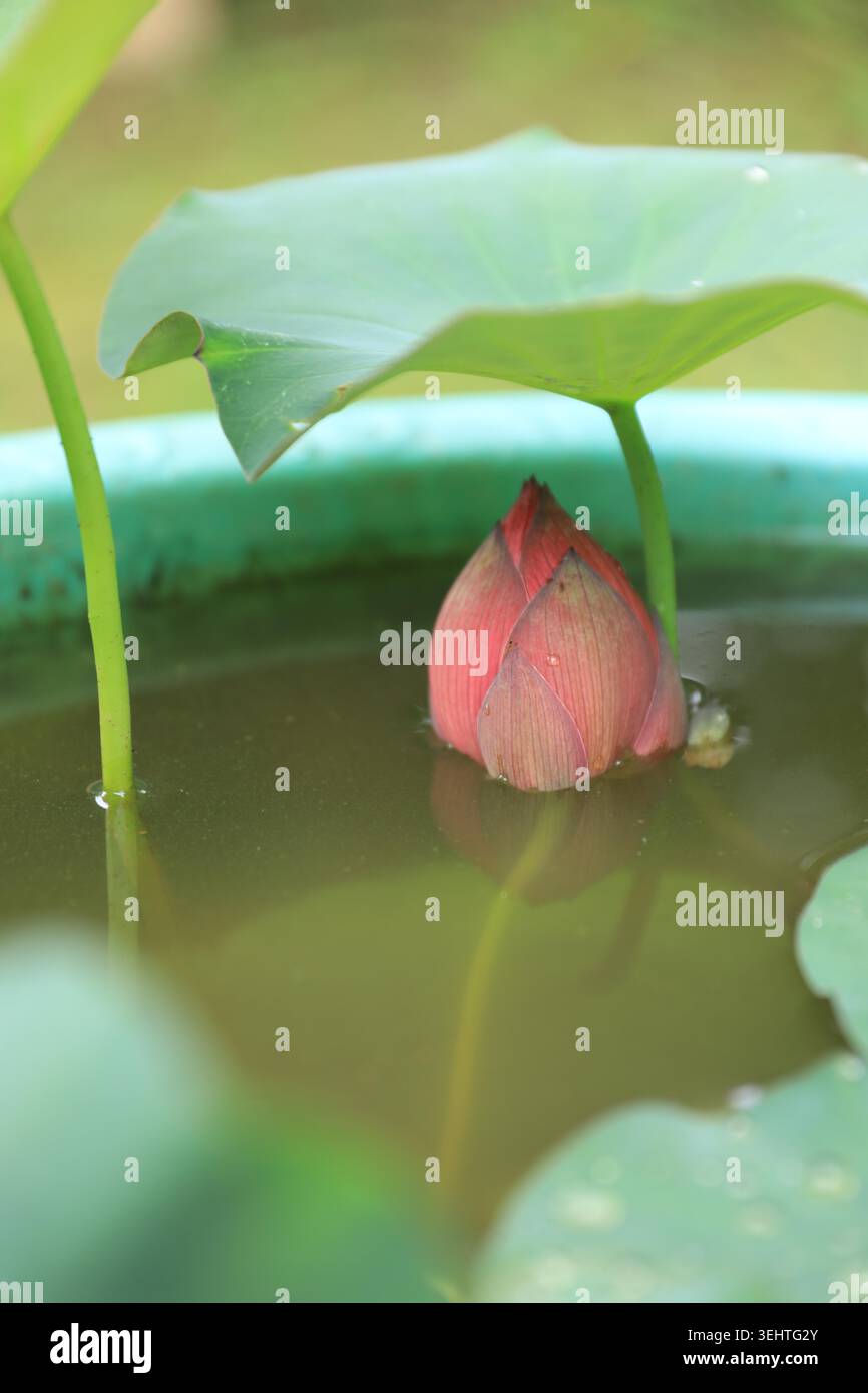 Potted lotus flowers bloom at Jinling Bonsai Garden in Xuanwu Lake ...