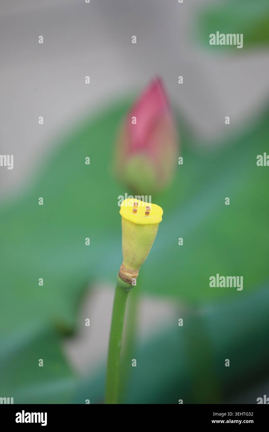 Potted lotus flowers bloom at Jinling Bonsai Garden in Xuanwu Lake ...
