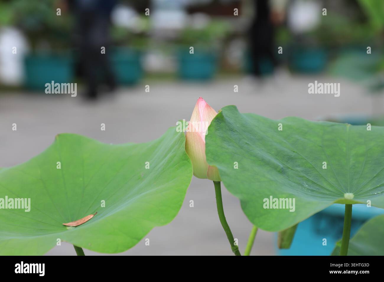 Potted lotus flowers bloom at Jinling Bonsai Garden in Xuanwu Lake ...