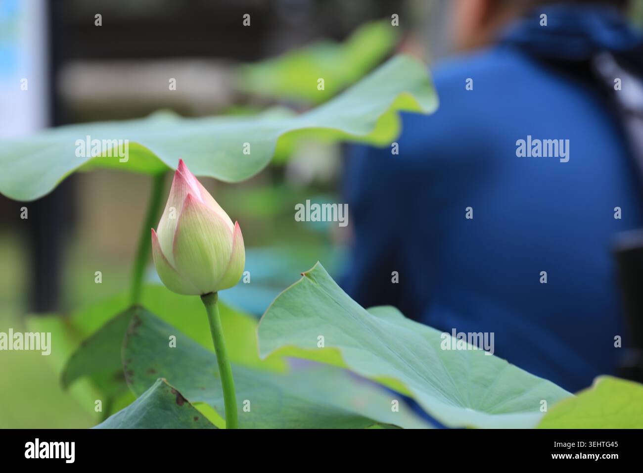 Potted lotus flowers bloom at Jinling Bonsai Garden in Xuanwu Lake ...