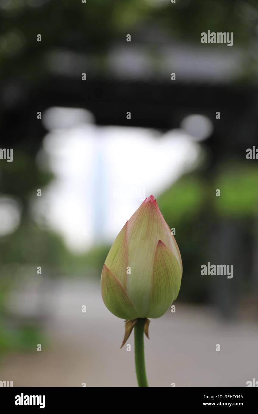 Potted lotus flowers bloom at Jinling Bonsai Garden in Xuanwu Lake ...