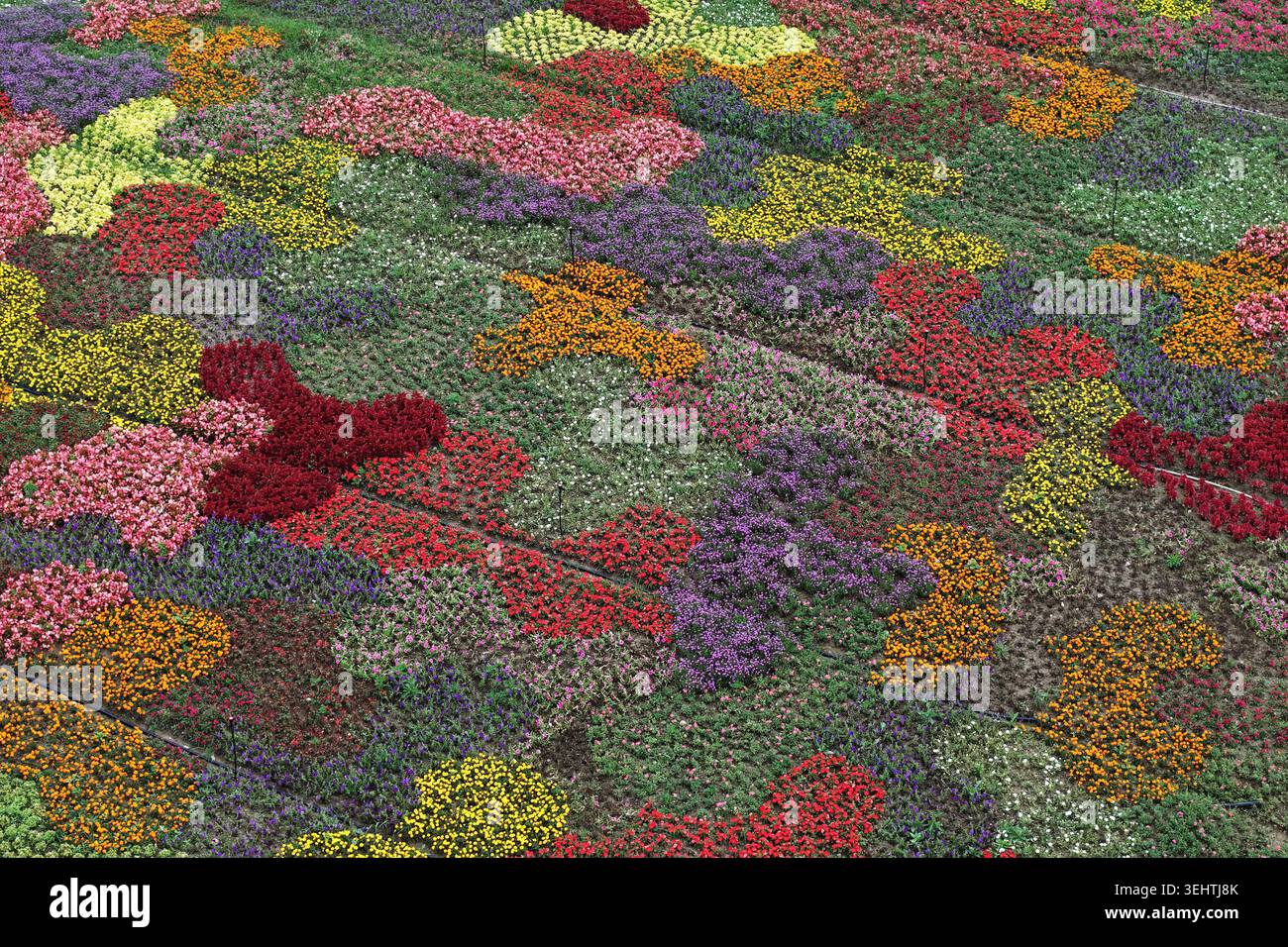 A view of Gesang flowers blossoming in different colors in a park in ...