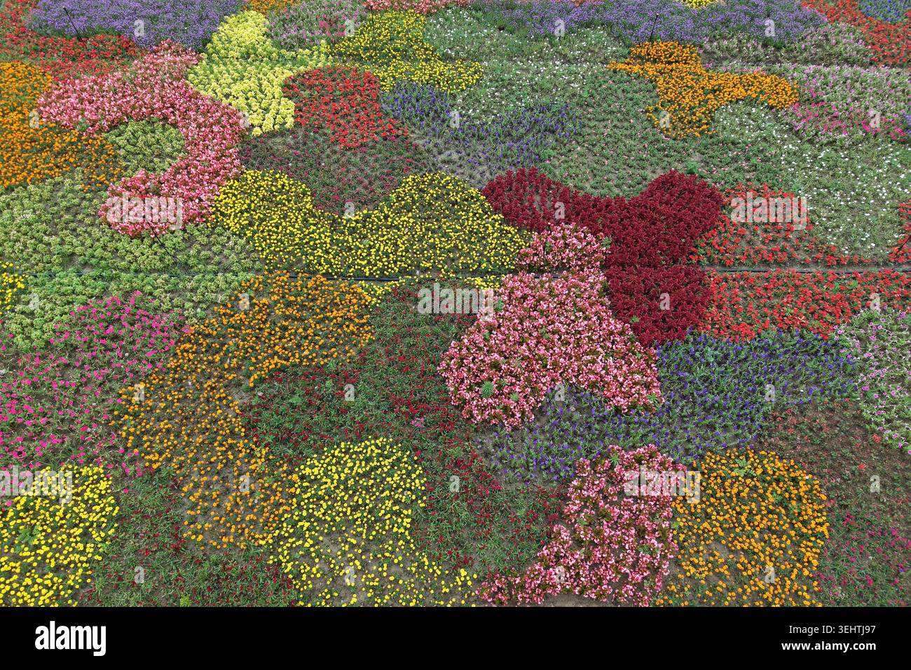 A view of Gesang flowers blossoming in different colors in a park in ...