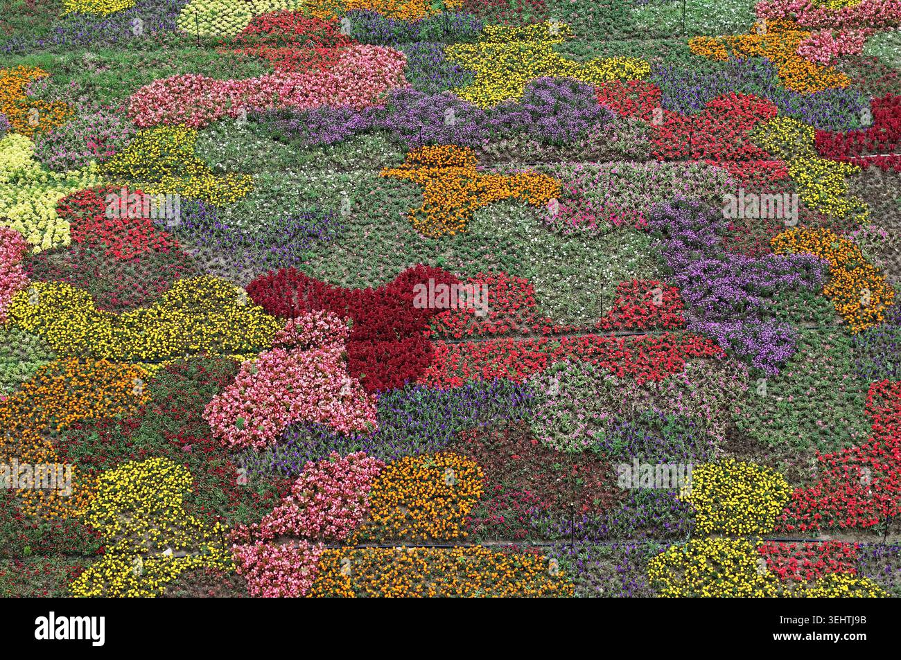 A view of Gesang flowers blossoming in different colors in a park in ...