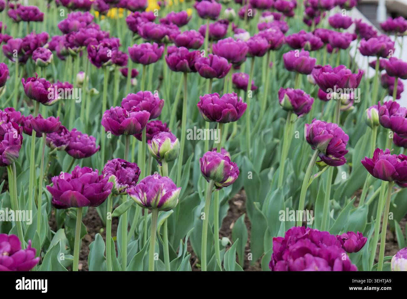 Blooming Purple Tulips in Garden Close Up Stock Photo - Alamy