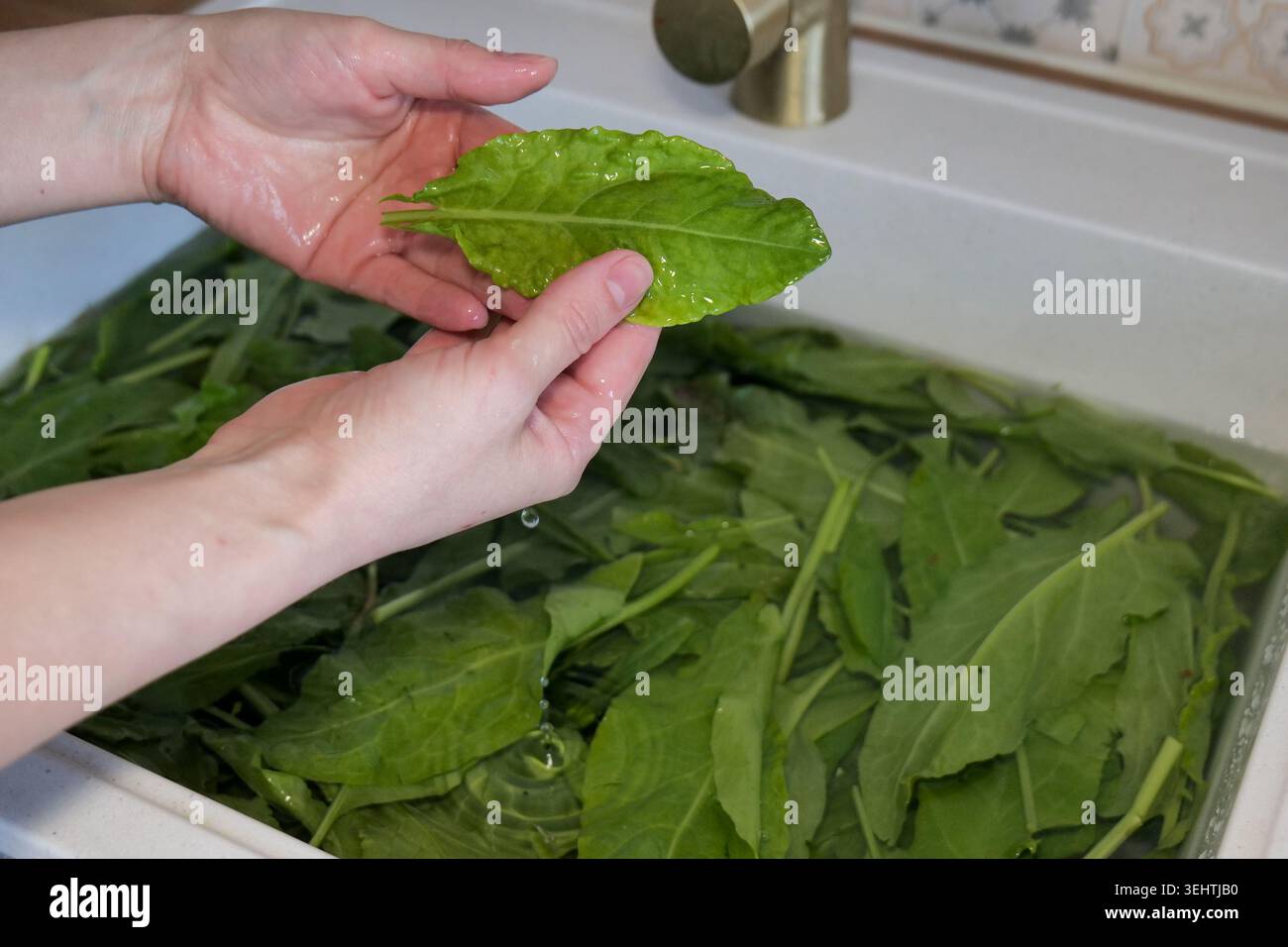 Washing Fresh Sorrel Leaves in Kitchen Sink Stock Photo - Alamy