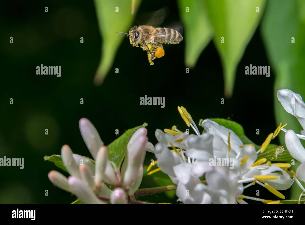 Bees are highly attracted to the abundant, fragrant flowers of the Amur ...
