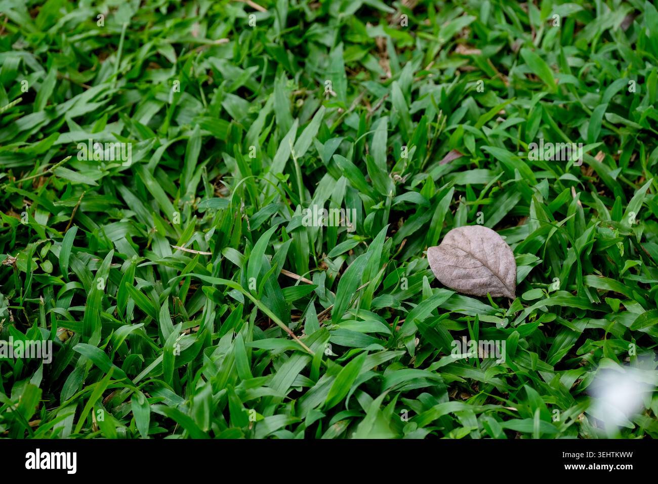 Fallen dry leaf on vibrant green park grass Stock Photo - Alamy