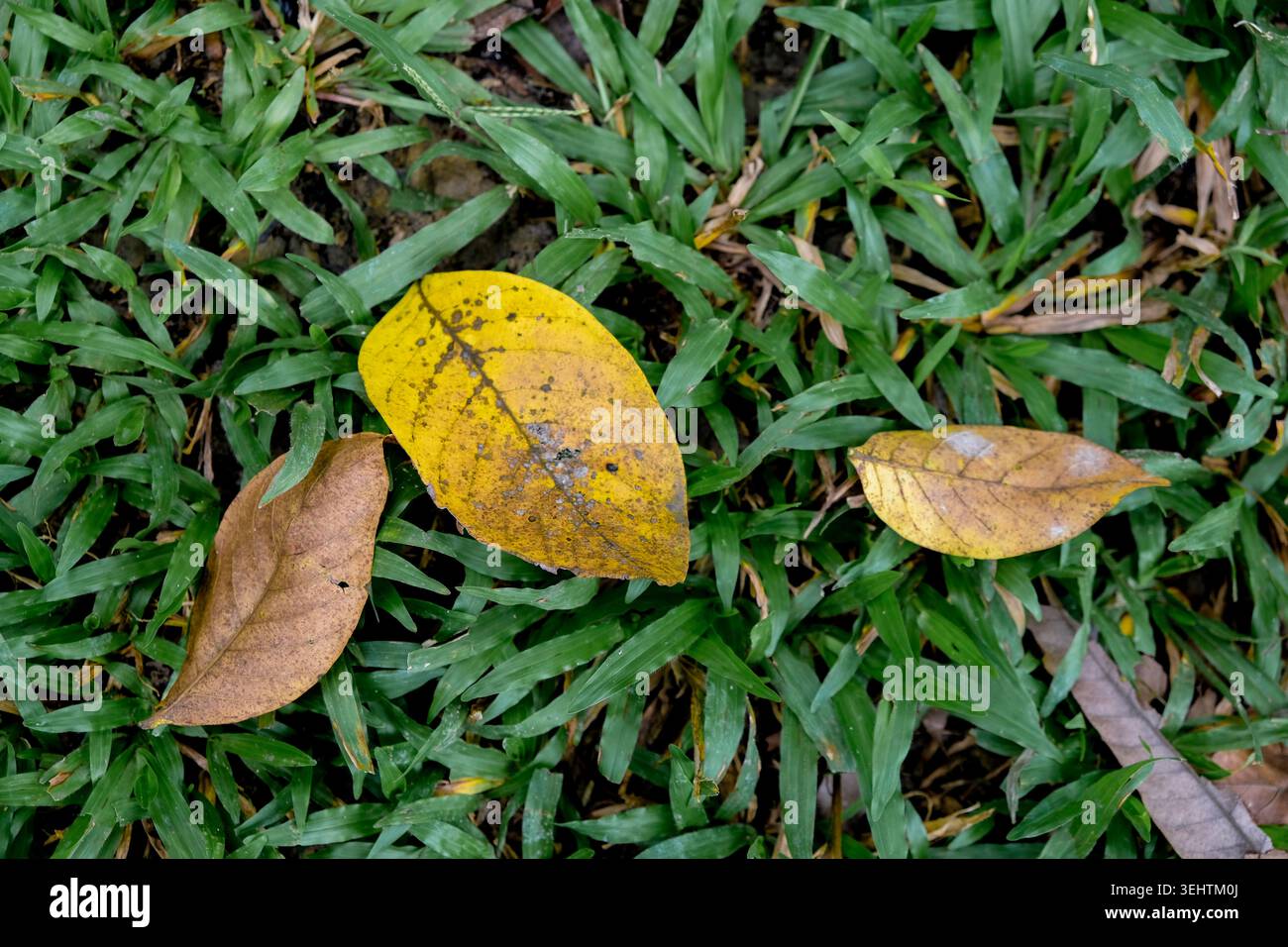 Fallen dry leaf on vibrant green park grass Stock Photo - Alamy