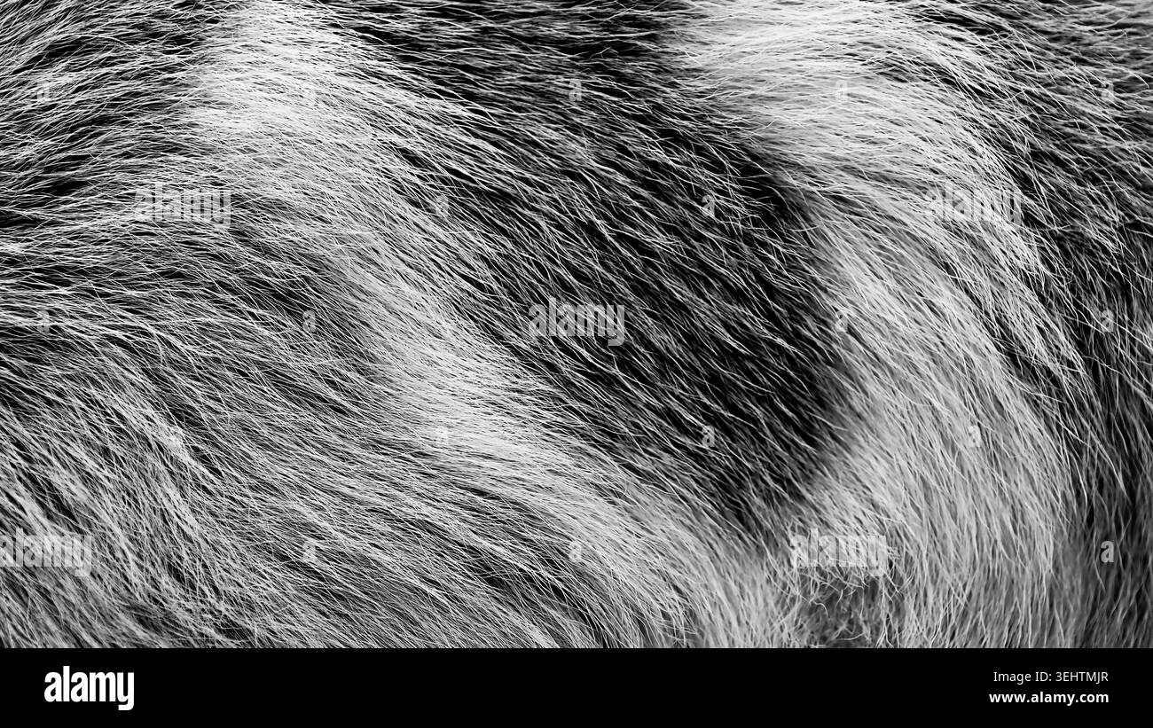 Black and white goat fur close-up texture with striped animal coat ...