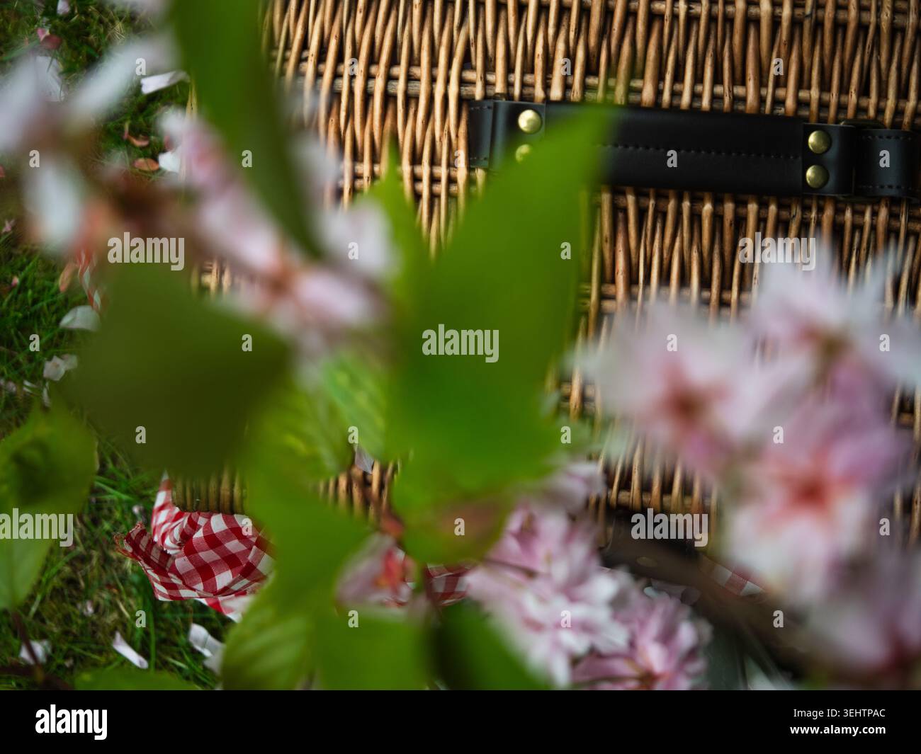 Vintage picnic basket through view of spring pink blossom tree Stock ...
