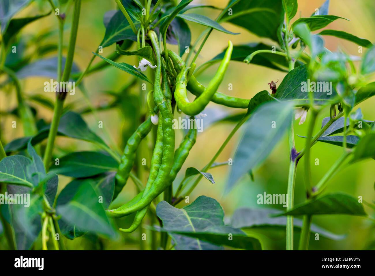 bunch of green chilies on plant, chili pepper fruit on plant in organic ...