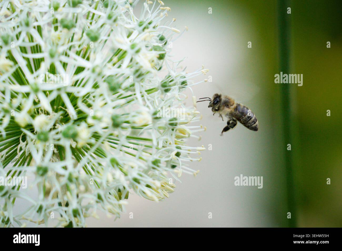 A bee is seen on an Ornamental Onion (Fédération Internationale de ...
