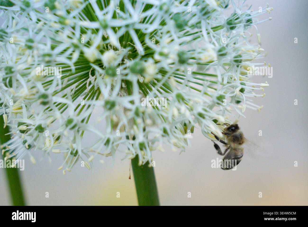 A bee is seen on an Ornamental Onion (Fédération Internationale de ...
