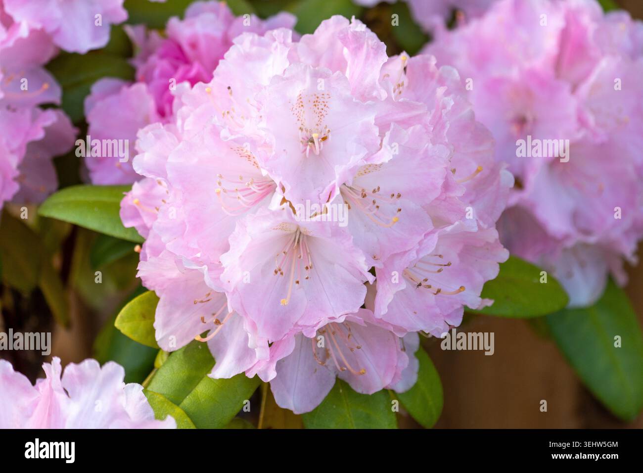 Pink Rhododendron Blooms In Lush Green Foliage Close-Up Spring Garden ...