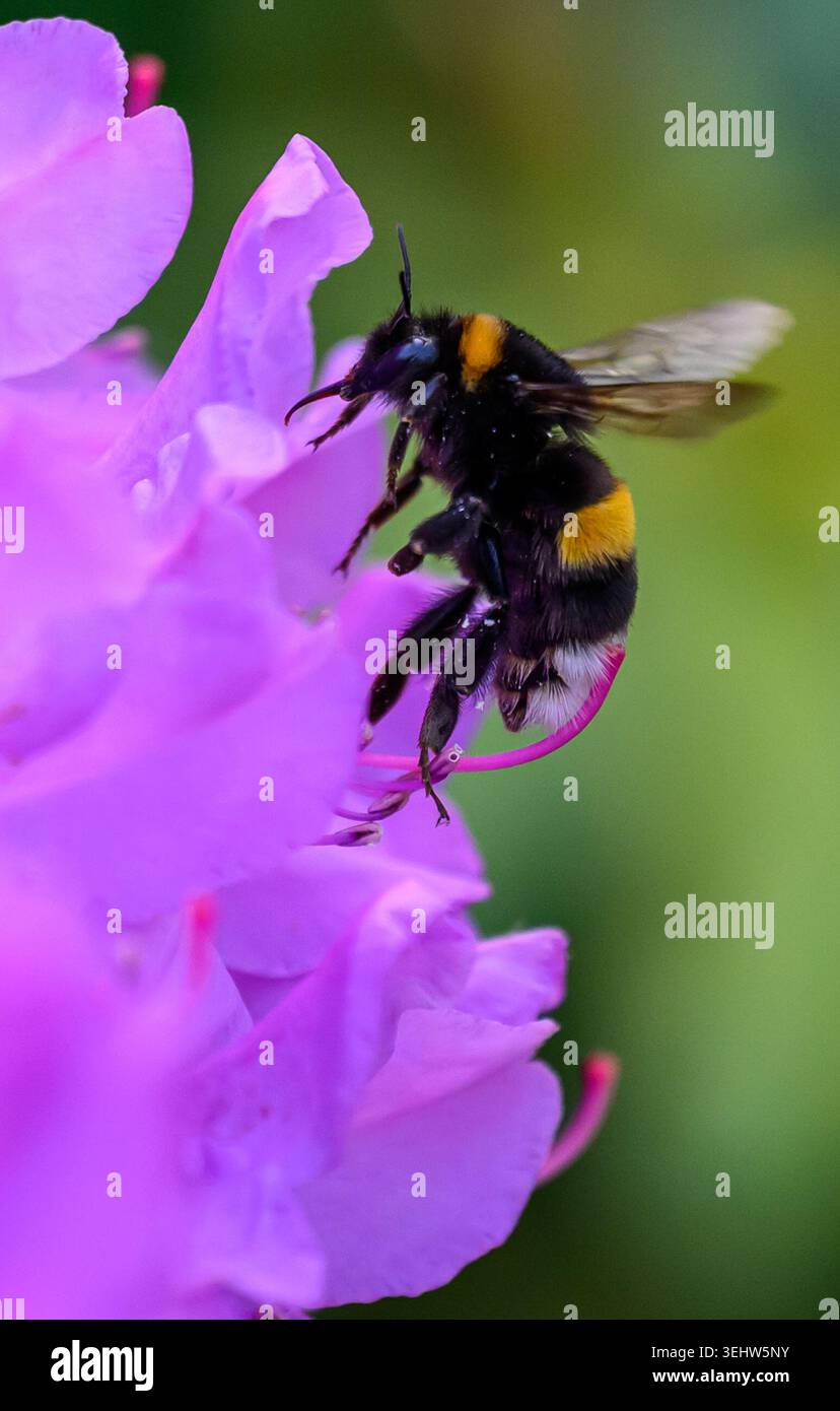 26 May 2026, Saxony, Leipzig: A bumblebee collects nectar on the ...