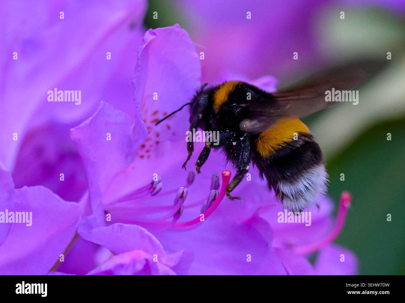 dpatop - 26 May 2026, Saxony, Leipzig: A bumblebee collects nectar on ...