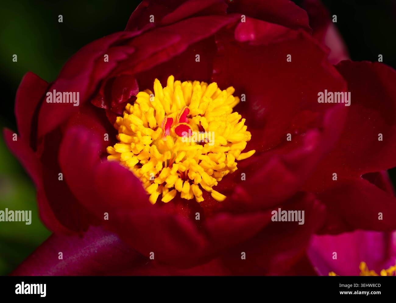 Paeonia, peony Red Charm blooms in the garden in summer. High quality ...