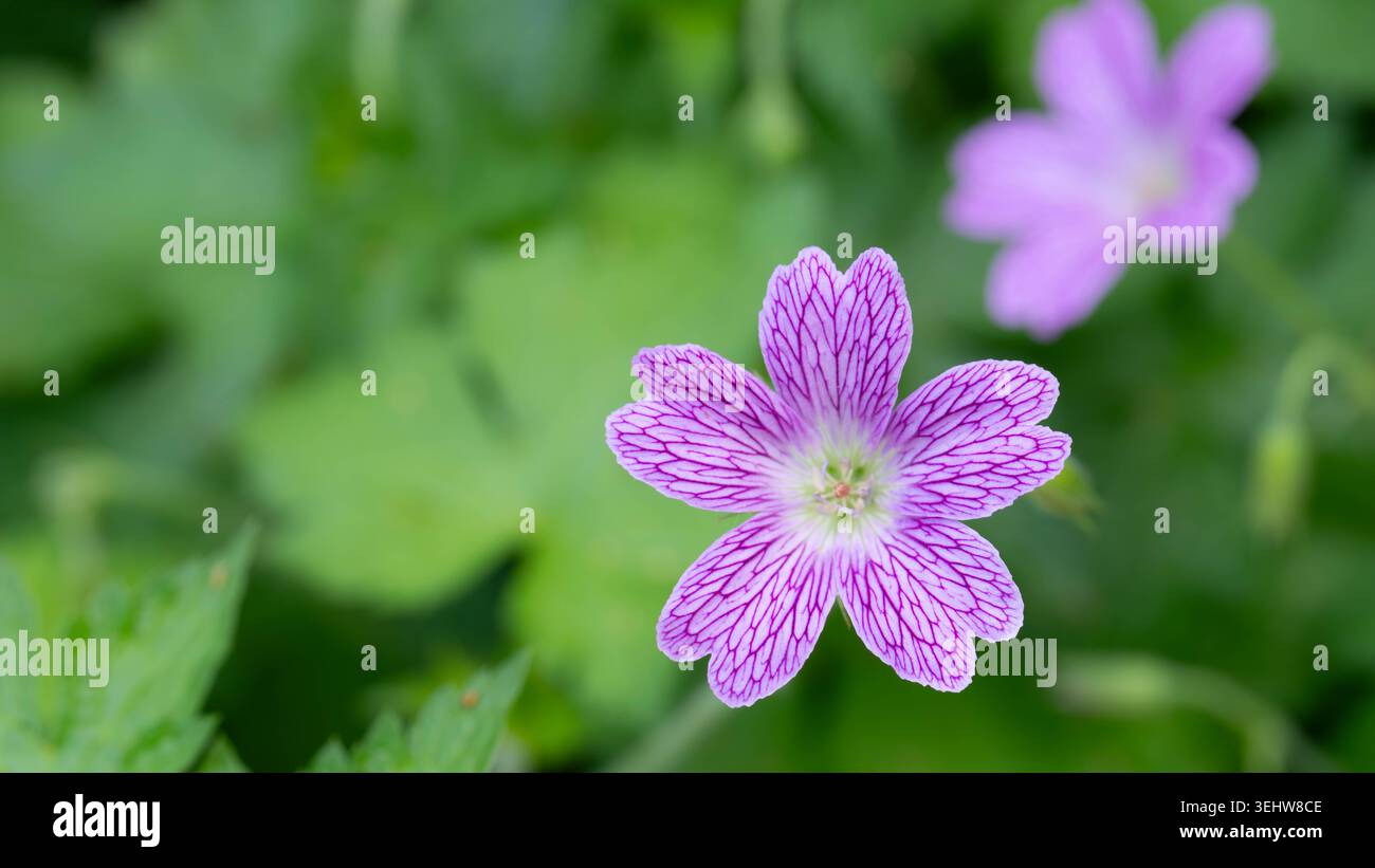 Flowers of Spring - Macro Close Up of a vliolet purple Gernanium High ...