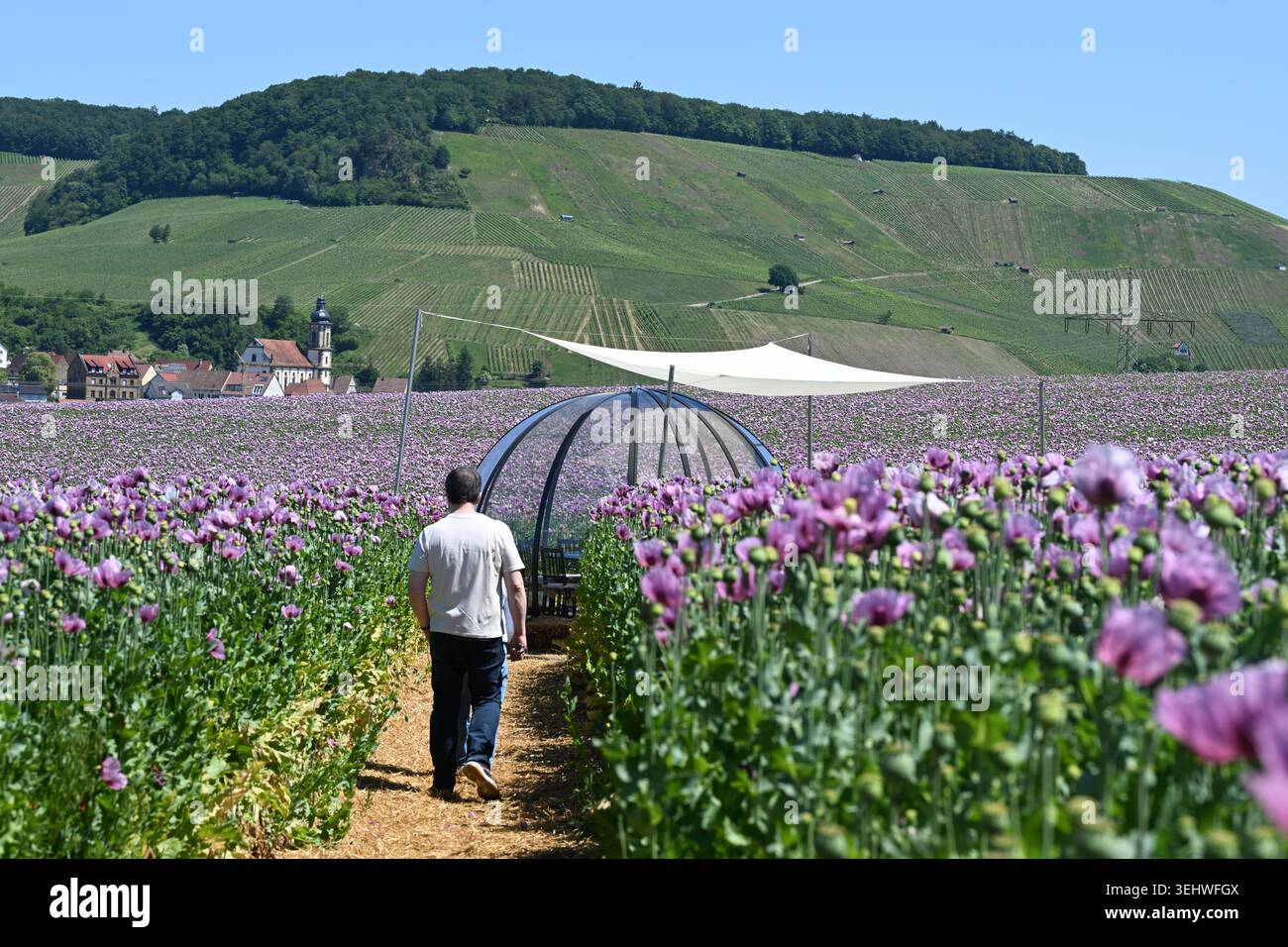 26 May 2026, Baden-Württemberg, Erlenbach: In the midst of purple poppy ...