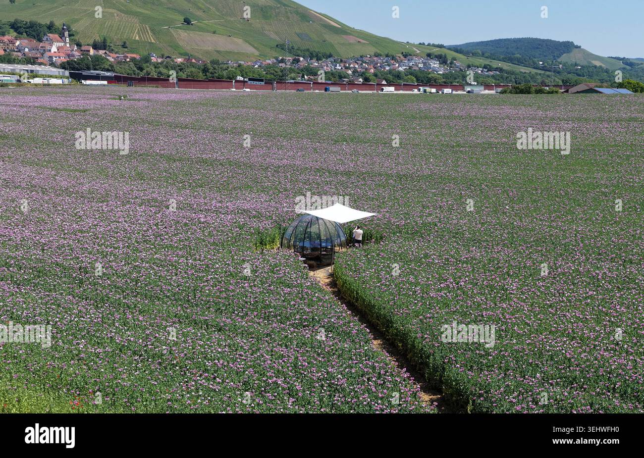26 May 2026, Baden-Württemberg, Erlenbach: In the midst of purple poppy ...