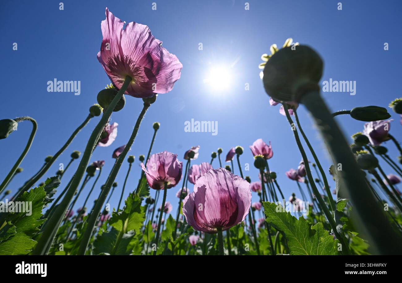 26 May 2026, Baden-Württemberg, Erlenbach: Purple poppy blossoms stand ...