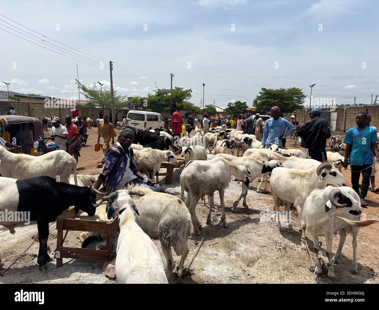 People sell rams ahead of Eid Al-Adha celebrations at a livestock ...