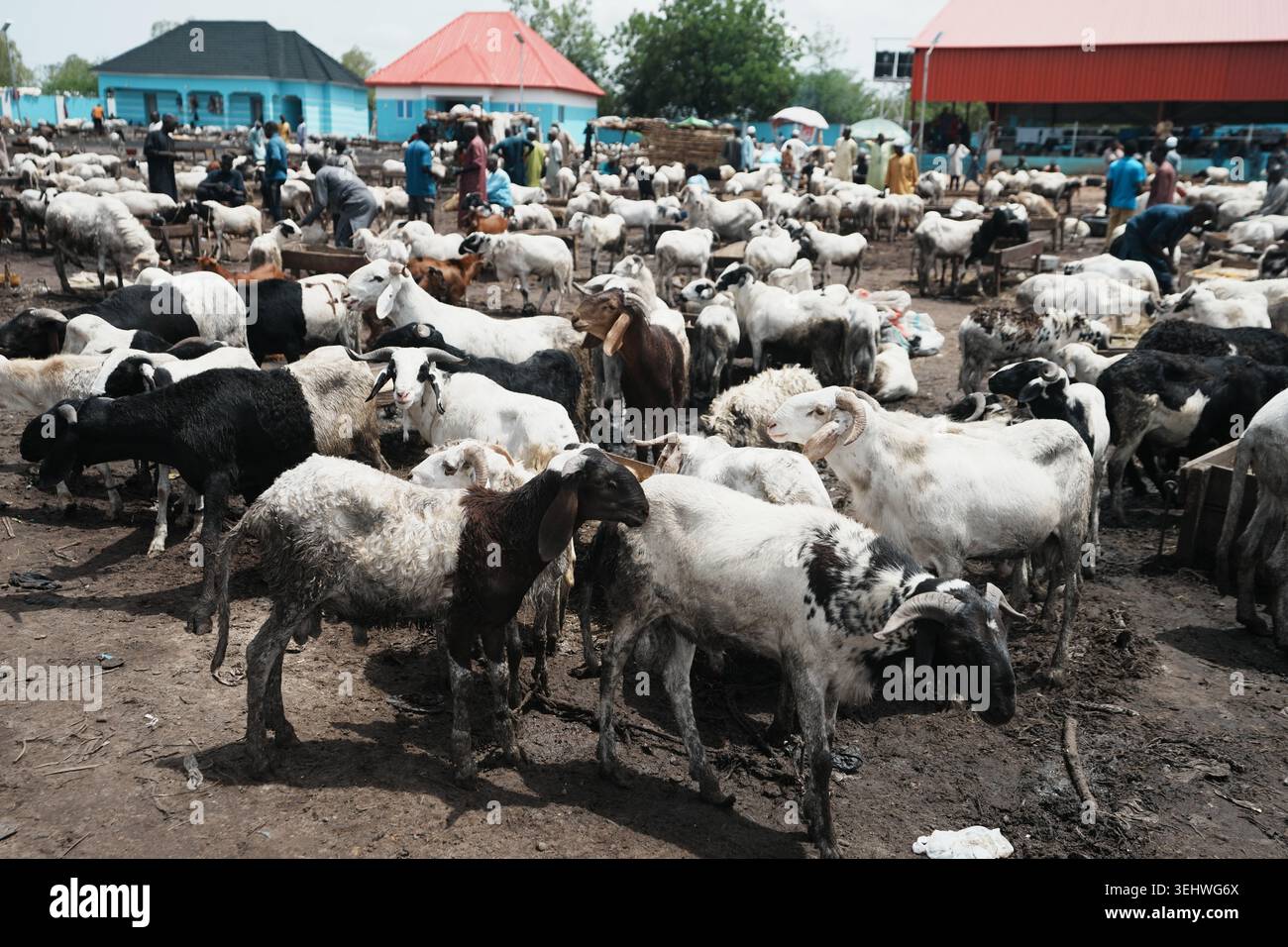 People sell rams ahead of Eid Al-Adha celebrations at a livestock ...