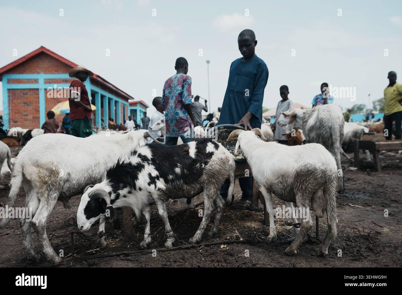 People sell rams ahead of Eid Al-Adha celebrations at a livestock ...