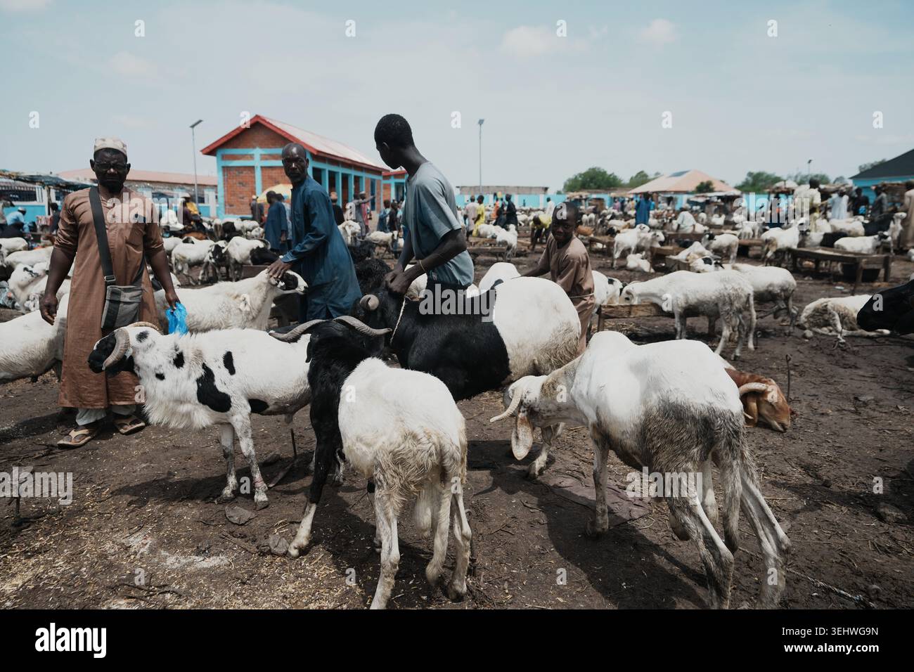 People sell rams ahead of Eid Al-Adha celebrations at a livestock ...