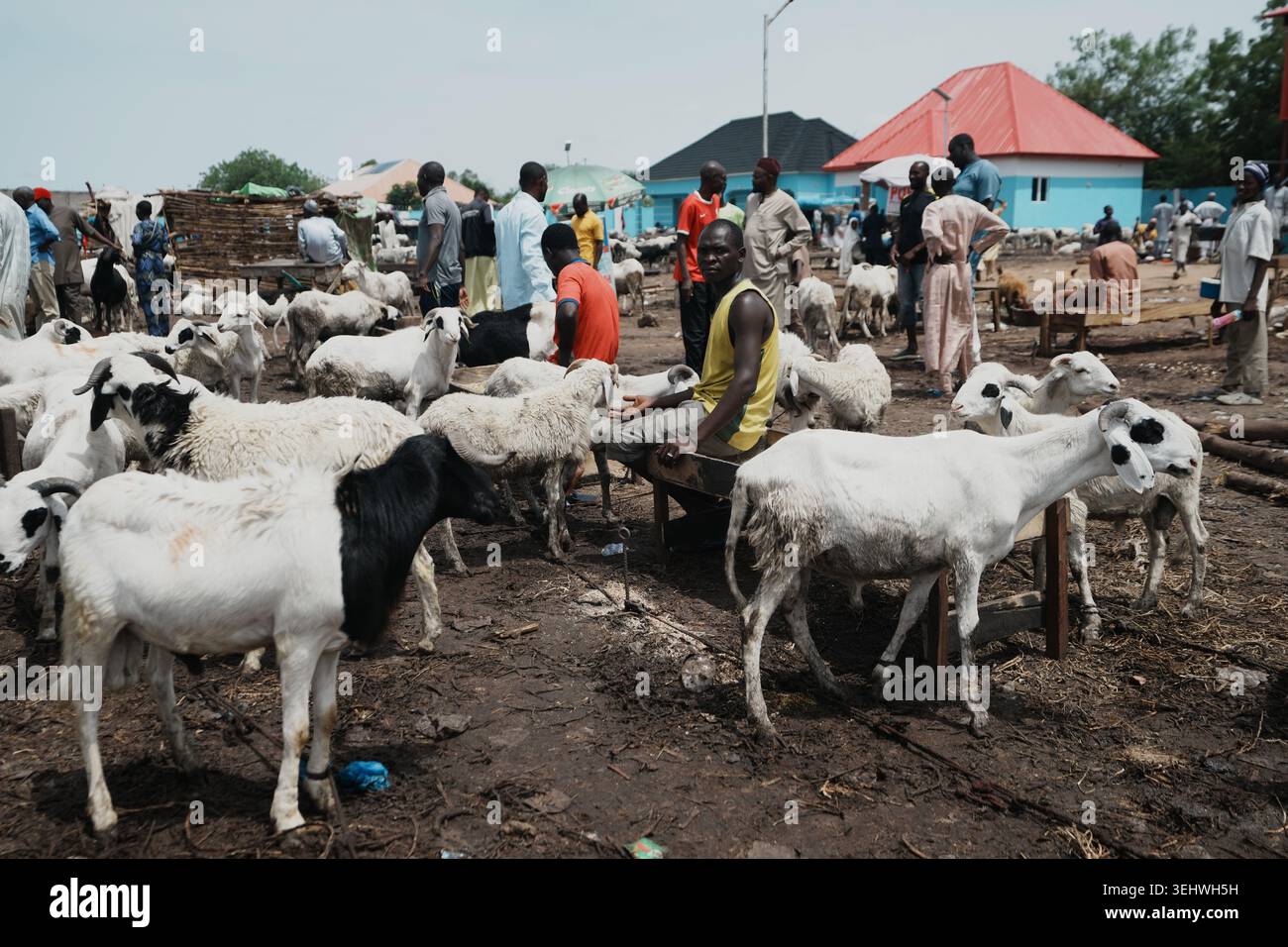 People sell rams ahead of Eid Al-Adha celebrations at a livestock ...