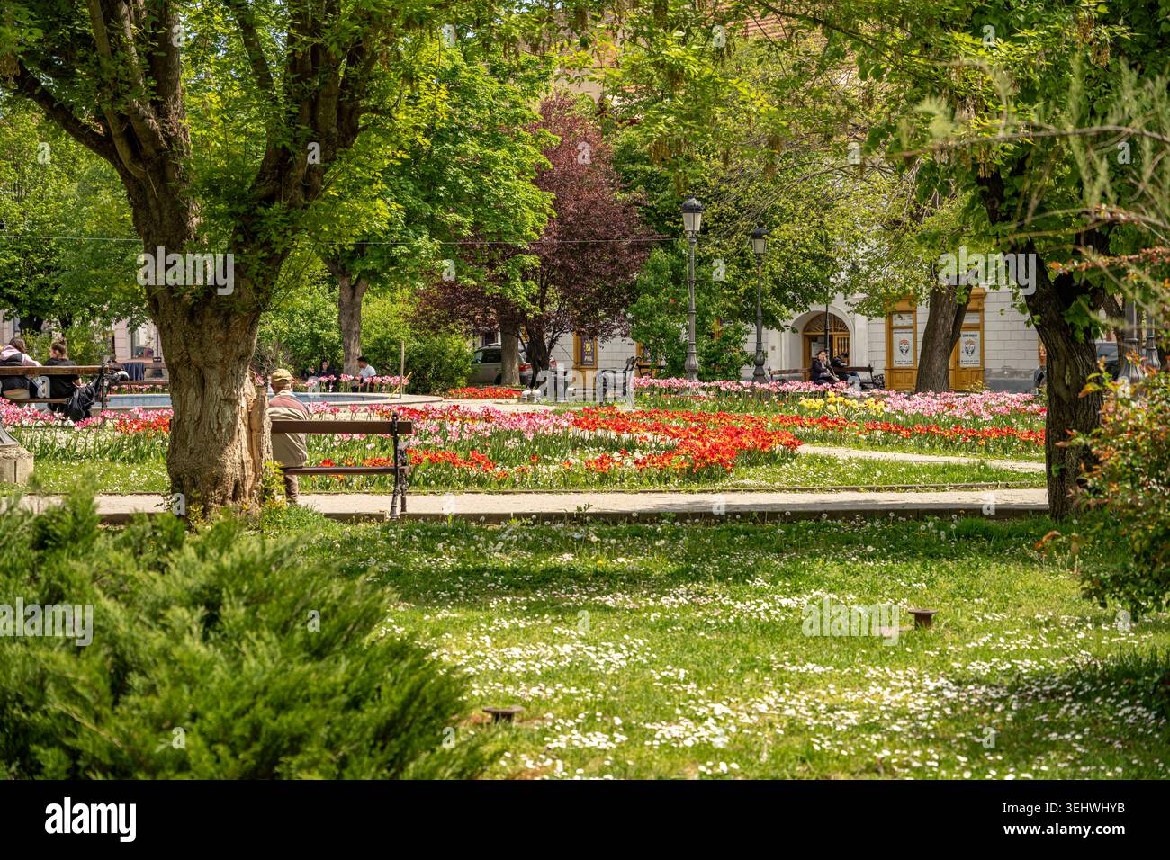 Frühling in Mediasch Frühlingsblumen im Park Regele Ferdinand I in ...