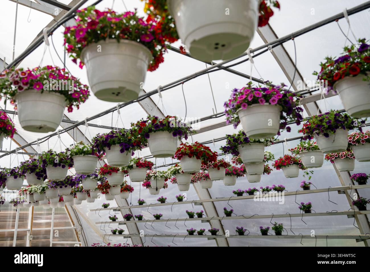 Colorful hanging flower baskets with blooming petunias inside bright ...