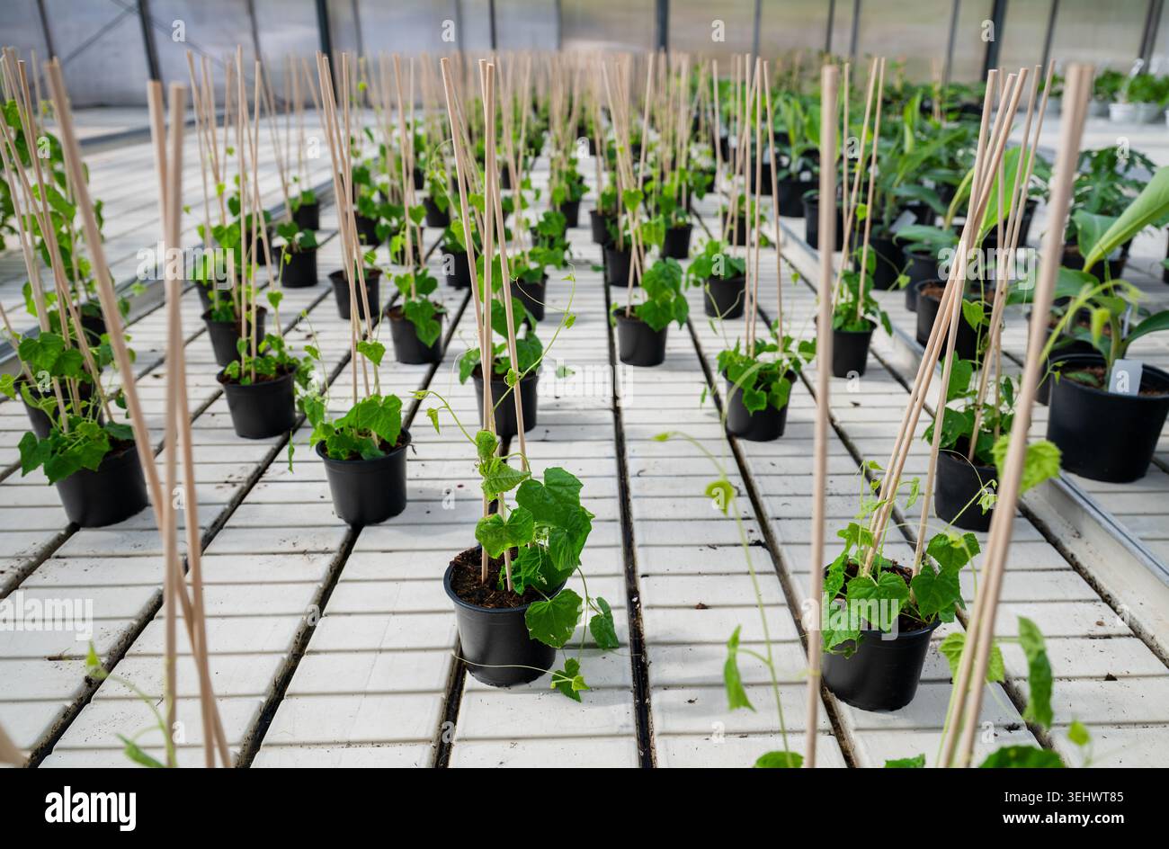 Young climbing plants in pots with bamboo supports inside modern ...