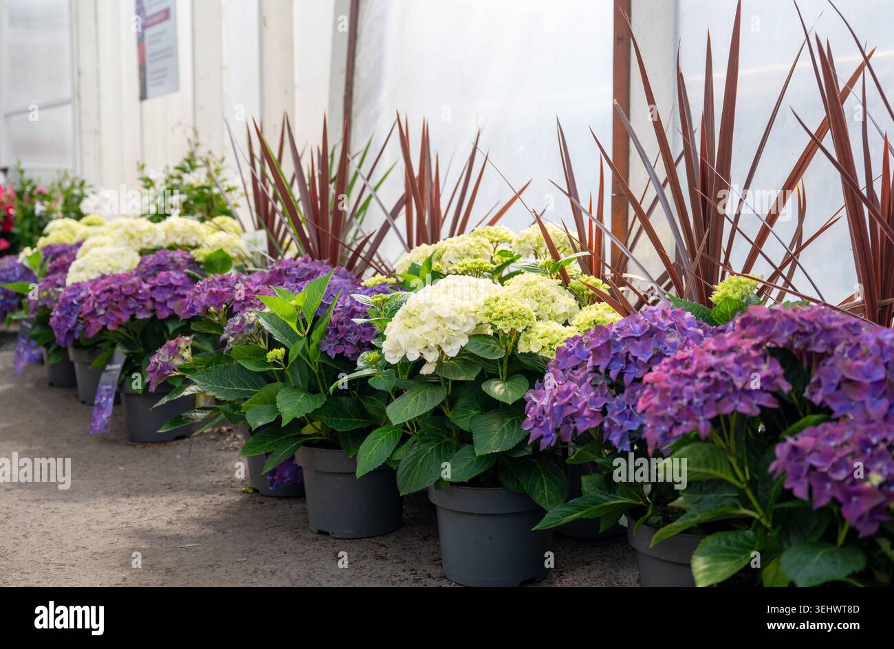 Blooming hydrangea flowers in colorful garden pots inside modern ...