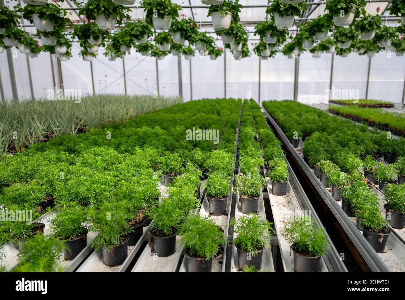 Modern greenhouse with rows of green potted plants and hanging flower ...