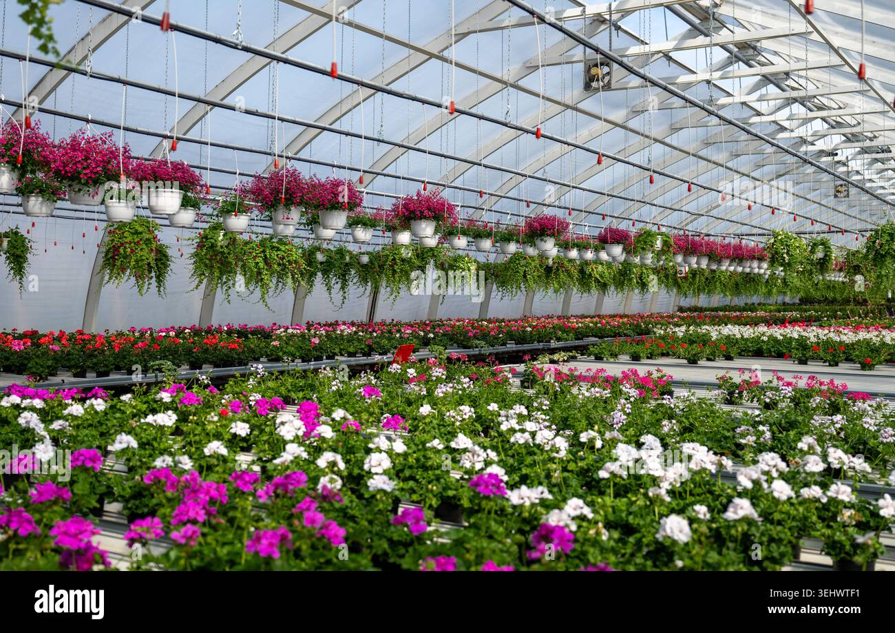 Large commercial greenhouse with colorful blooming flowers and hanging ...