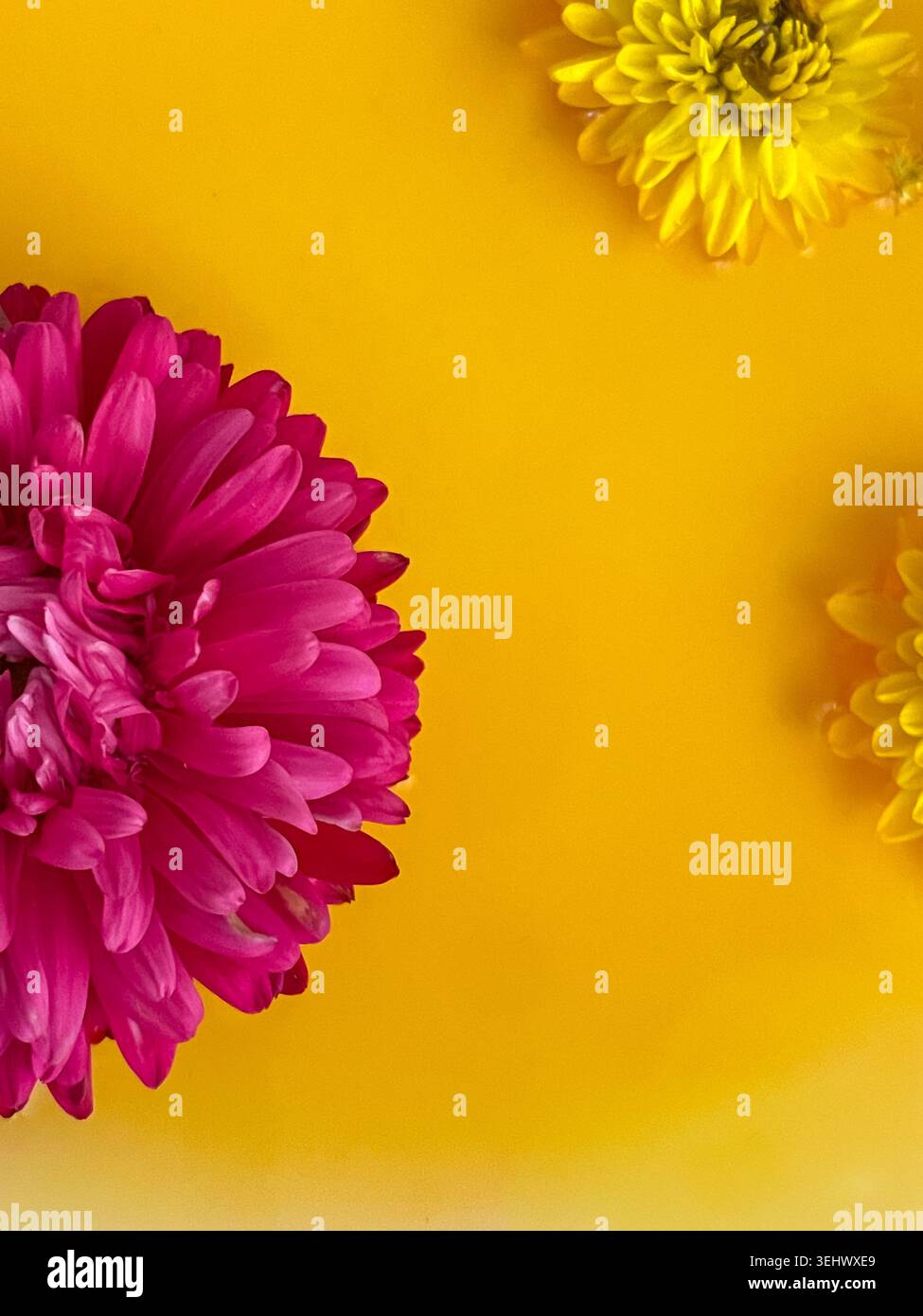 Yellow and purple flowers floating in yellow water close up Stock Photo ...