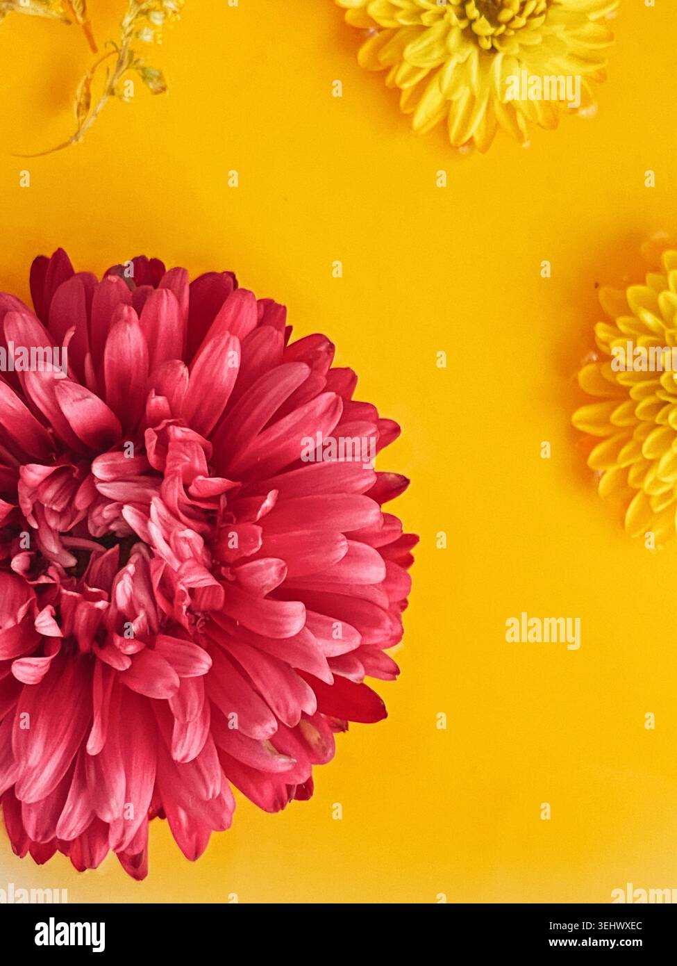 Yellow and purple flowers floating in yellow water Stock Photo - Alamy