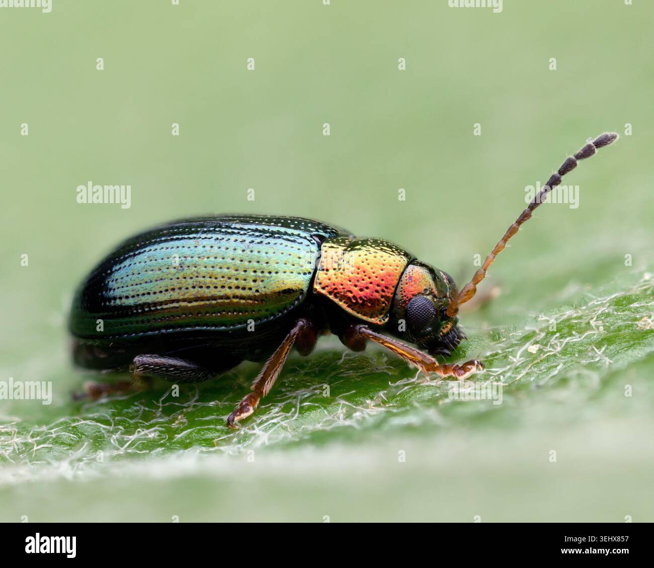 Willow Flea Beetle (Crepidodera aurata) at rest on willow leaf Stock ...