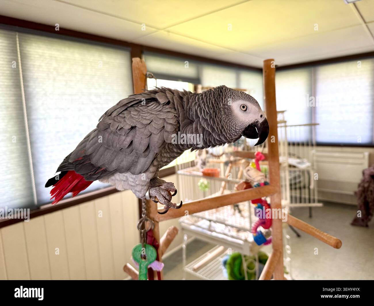 Female African Grey pet parrot in profile on her stand indoors. USA ...