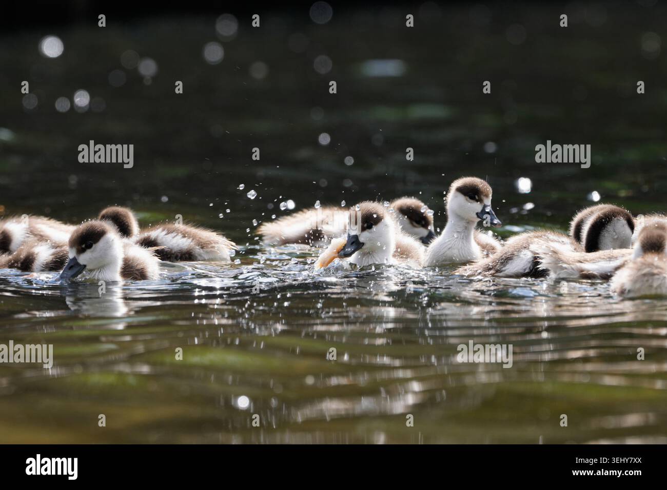 Ruddy shelduck ducklings swim in the Clean Ponds in Moscow, Tuesday ...