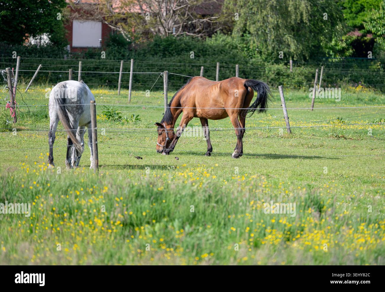 Horses standing and grazing in a green meadow in the rural landscape of ...