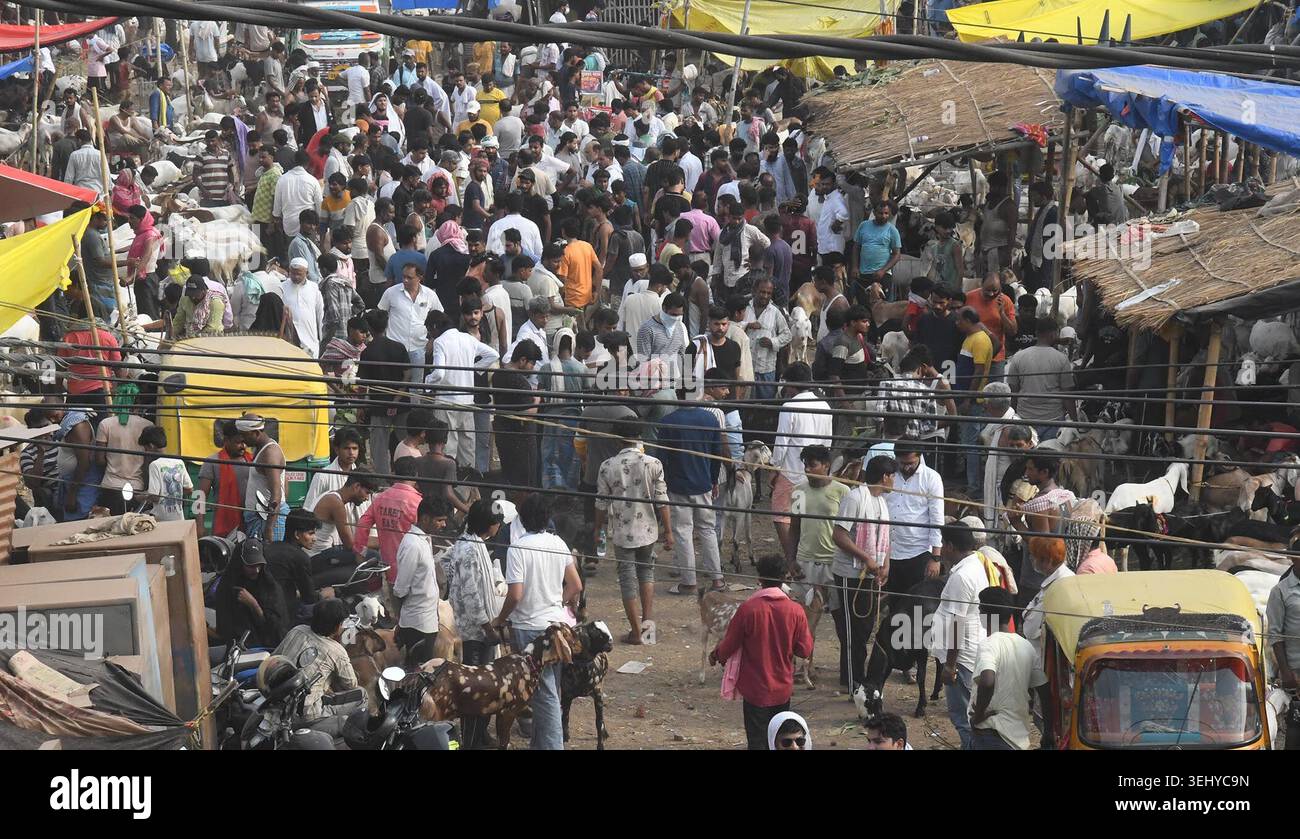 PATNA, INDIA - MAY 26: View of livestock market ahead of Bakrid ...