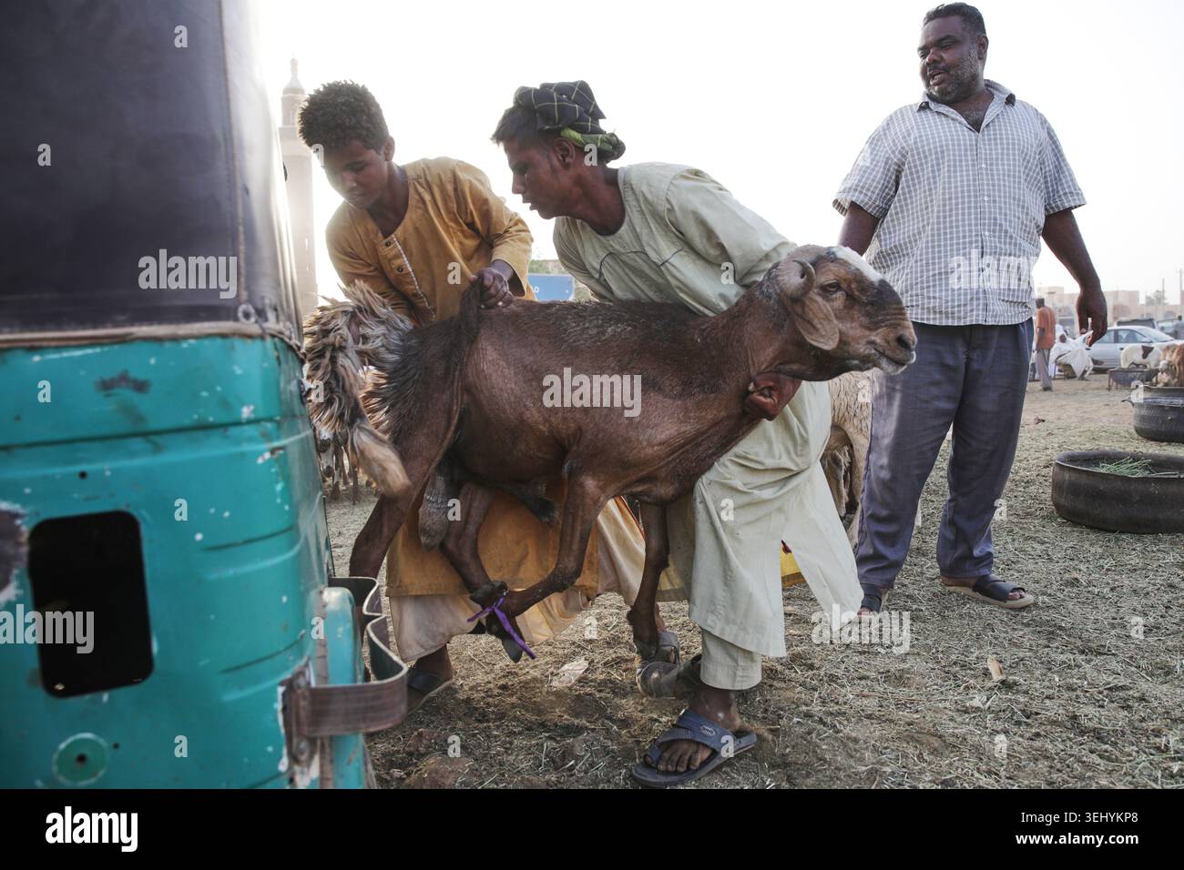 People handle livestock at a market ahead of the Islamic Eid al-Adha ...