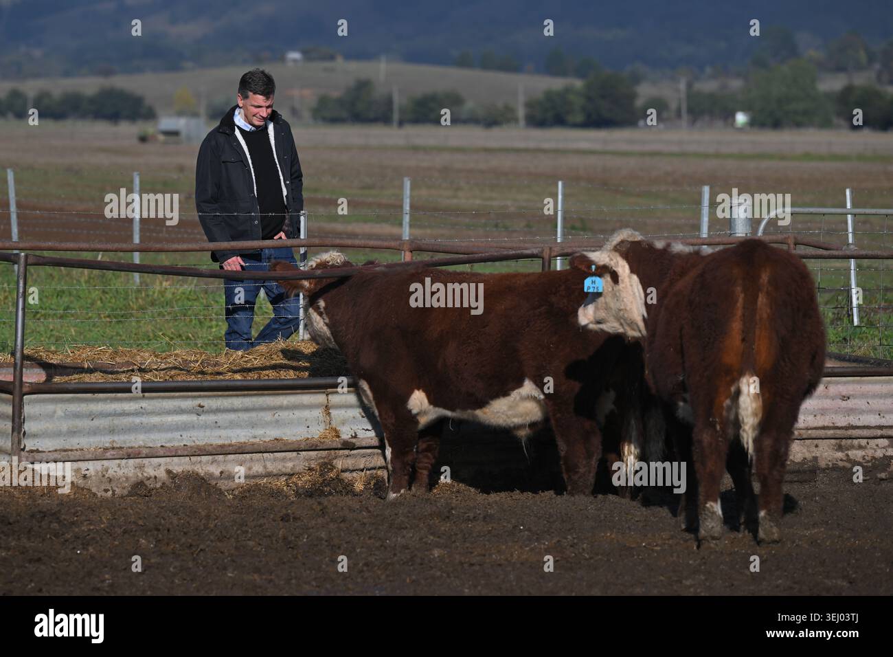 Leader of the Opposition Angus Taylor looks at cattle at a farm in ...