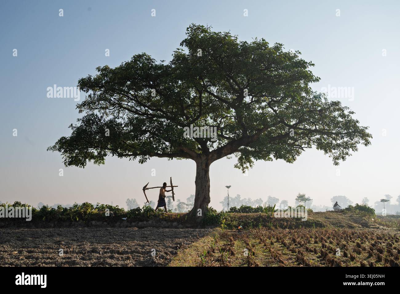 Badalgachhi, Bangladesh - 13 December 2025: View of a farmer carrying a ...