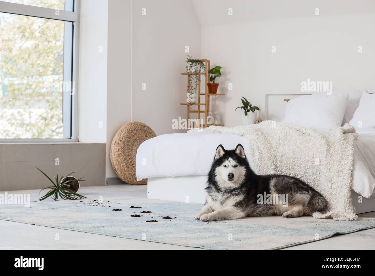 Cute Husky dog lying on carpet with muddy paw prints in bedroom Stock ...