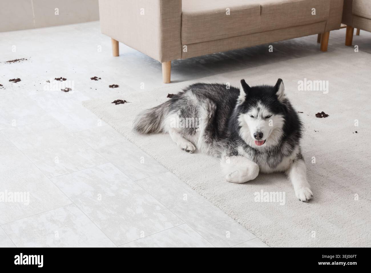 Cute Husky dog lying on carpet with muddy paw prints in room Stock ...