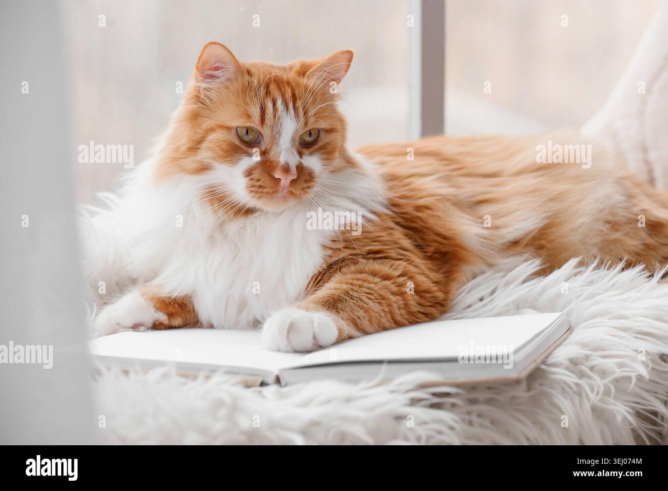Cute red cat with book lying near window at home, closeup Stock Photo ...